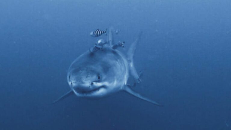 Il grande predatore filmato nel Mediterraneo: squalo bianco avvistato ...